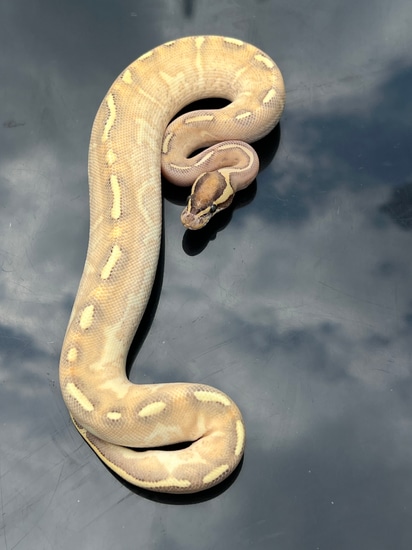 Enchi Highway Ball Python by Hub City Koi & Reptiles