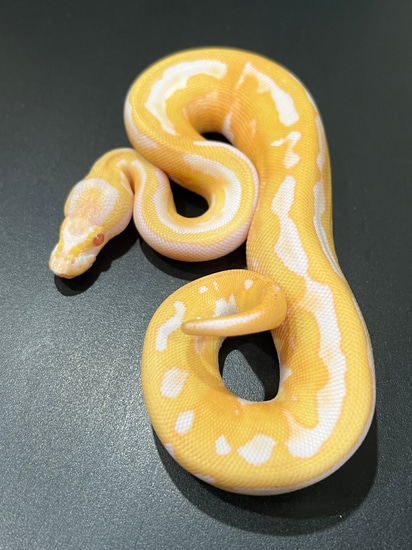 Candino Pied Low White Ball Python by Hub City Koi & Reptiles