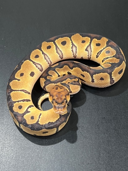 Asphalt/Yellowbelly Clown Ball Python by Hub City Koi & Reptiles