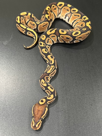 Carnage Special Het Clown Ball Python by Hub City Koi & Reptiles
