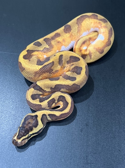 Pied Mahogany Yellowbelly Super Enchi Pos GeneX Ball Python by Hub City ...