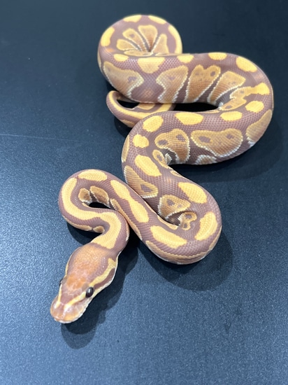 Ultramel Het Puzzle 50% Het Pied Ball Python by Hub City Koi & Reptiles