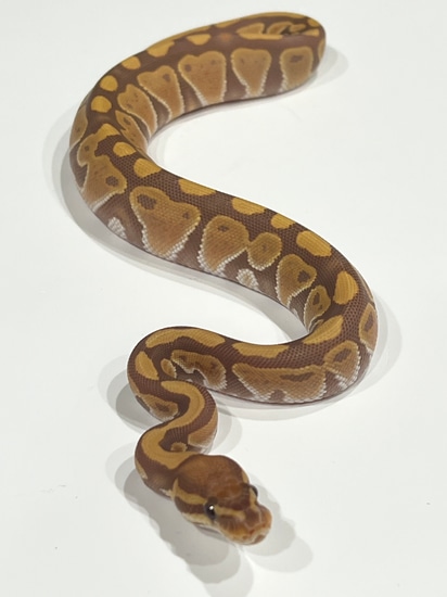 Ultramel Het Puzzle 50% Het Pied Ball Python by Hub City Koi & Reptiles