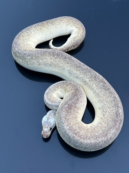 Silver Streak Xtreme Lesser Pinstripe Clown Ball Python by Hub City Koi ...