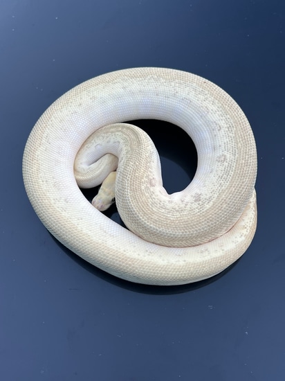 Pastel Lesser Leopard Clown Ball Python by Hub City Koi & Reptiles