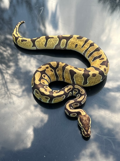 Huffman Enchi Yellowbelly DH Hypo Pied Ball Python by Hub City Koi ...