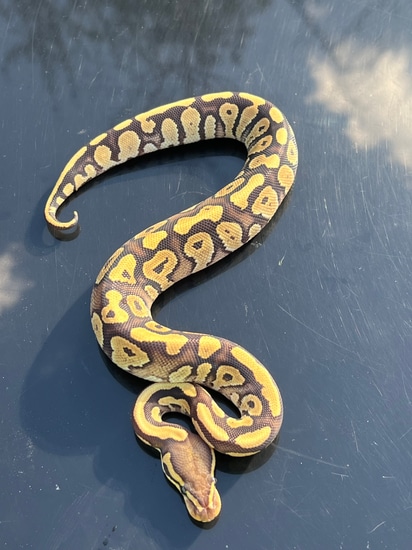 Fire Mystic 50% Het Monsoon Ball Python by Hub City Koi & Reptiles
