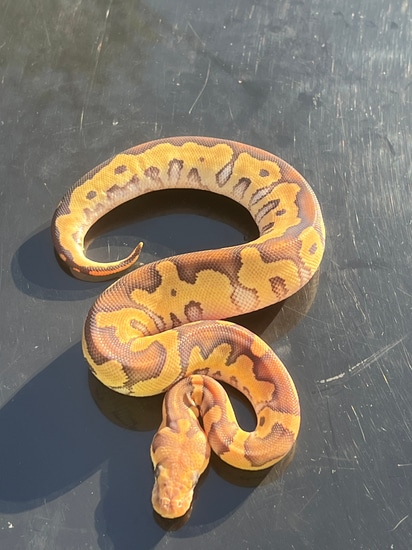 Phantom Clown Pos Carnage Ball Python by Hub City Koi & Reptiles