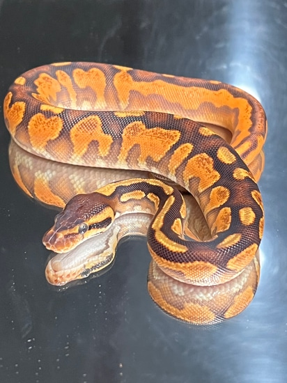 💥💥💣Scrambler Black Pastel Super Orange Dream Yellowbelly Ball Python by ...