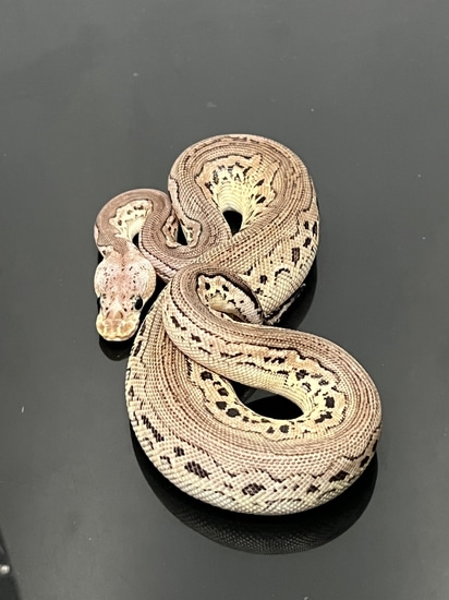 X-treme Gene Pewter Leopard Clown 50% Het Tri-Stripe Ball Python by Hub ...