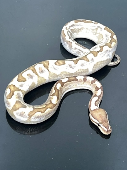 Scrambler Bamboo Calico Orange Dream YB Ball Python by Hub City Koi ...