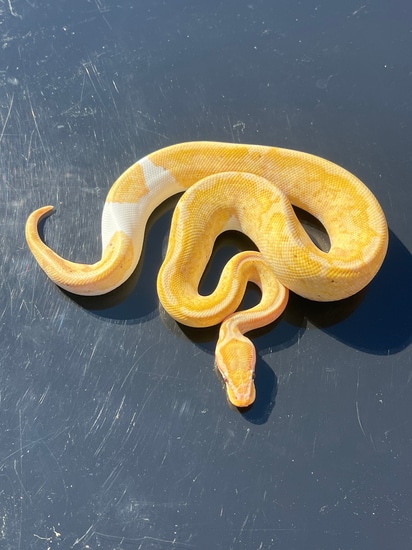 Pied GeneX Banana Pastel Ball Python by Hub City Koi & Reptiles