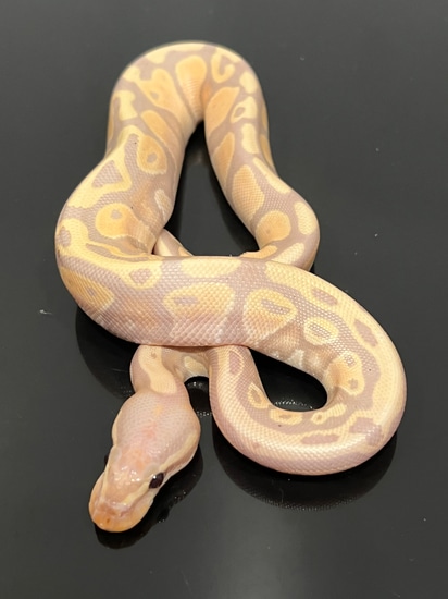 Banana 66% Het Tri-Stipe Ball Python by Hub City Koi & Reptiles