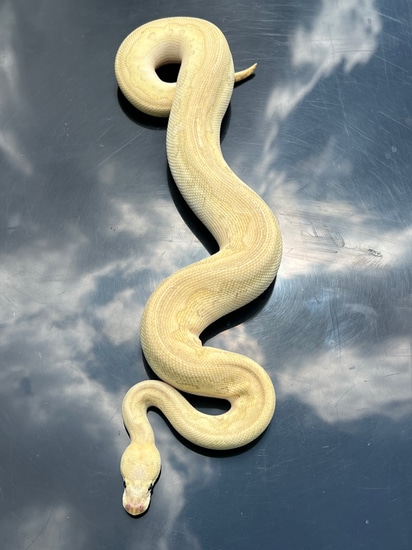 RTB Pastel Lesser Pos Stranger Clown Ball Python by Hub City Koi & Reptiles