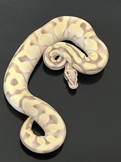 DG Enchi Pastel Lesser Pos Chocolate Ball Python by Hub City Koi & Reptiles