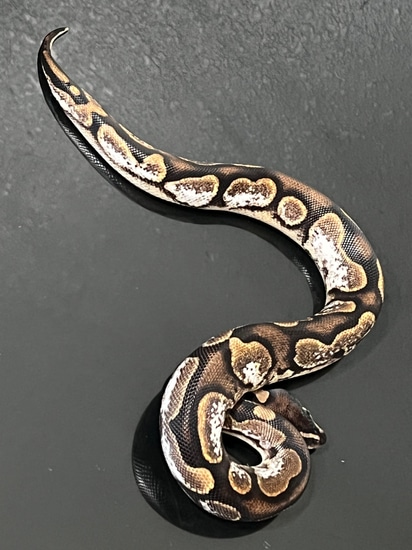 1.1 Scrambler Calico Pos Het Clown Ball Python by Hub City Koi & Reptiles