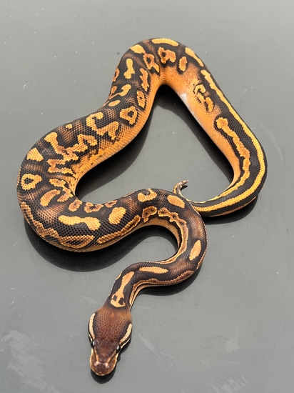 🔥🔥El Diablo Maker Scrambler Barnhart BP Deep Orange Line OD YB Ball ...