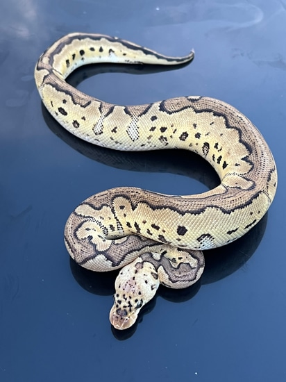 Stranger Firefly Leopard Clown Pos Het Monsoon Ball Python by Hub City ...