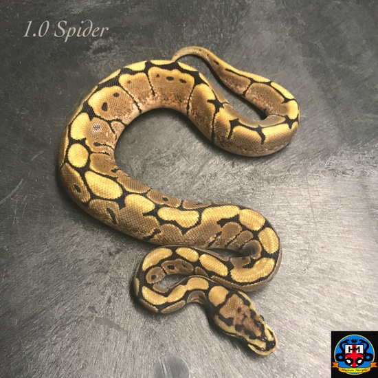 Spider Ball Python by Hudson Morphs - MorphMarket
