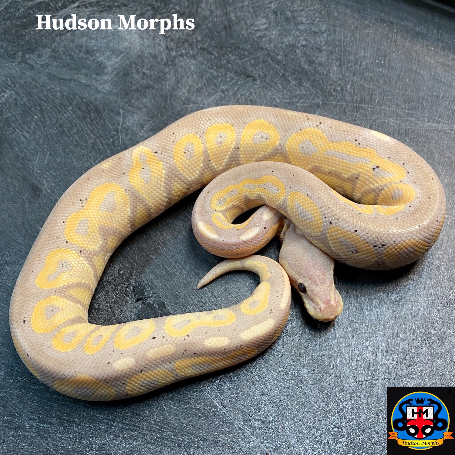 Banana Cinnamon Ball Python by Hudson Morphs - MorphMarket