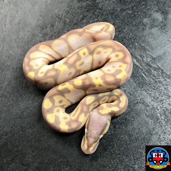 Hypo Banana Pastel Ball Python by Hudson Morphs