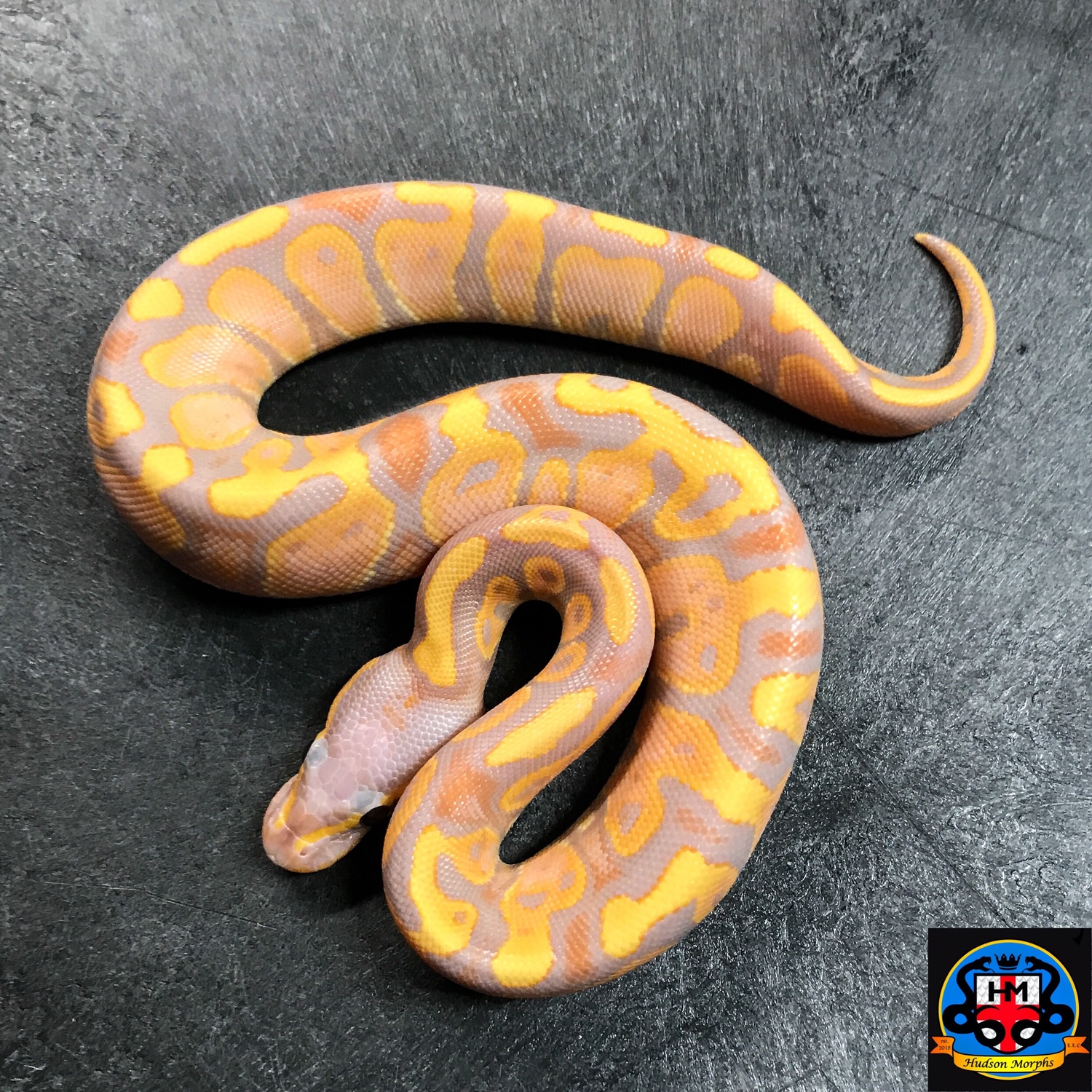 Hypo Banana Pastel Ball Python by Hudson Morphs - MorphMarket