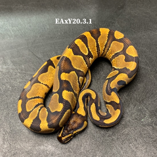 Enchi Asphalt/YB Ball Python by Hudson Morphs - MorphMarket