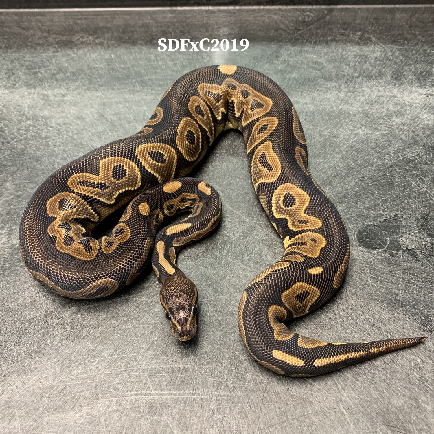 Scaleless Head Cinnamon Ball Python by Hudson Morphs - MorphMarket