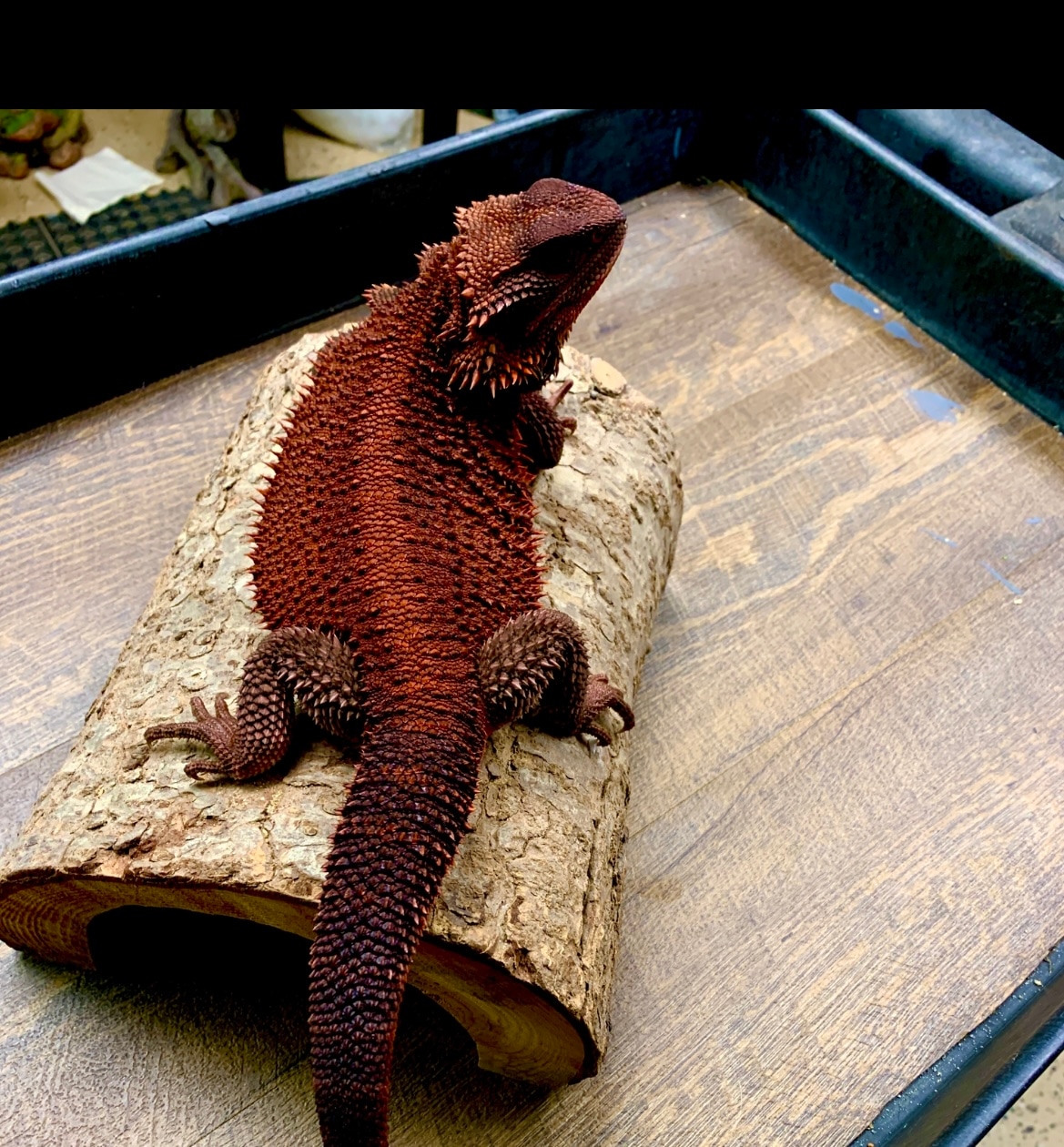**4th Of July SALE** Red Trans Possible Paradox Lineage Central Bearded Dragon by Hudson Morphs ...