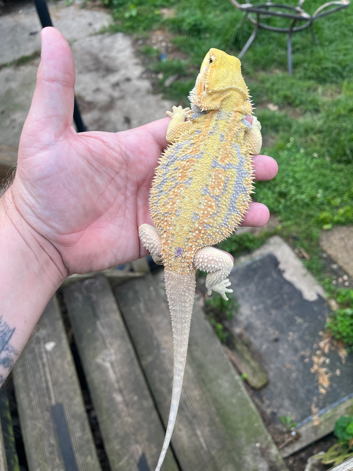 Dunner Hypo Het Trans Paradox Line Central Bearded Dragon by Hudson ...