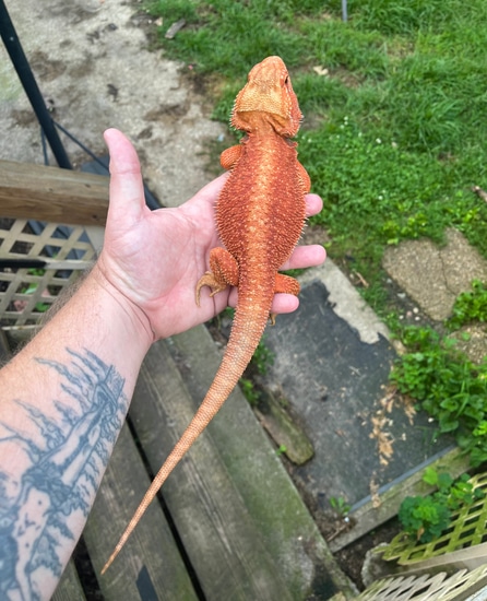Hypo Trans Red Orange Central Bearded Dragon by Hudson Morphs