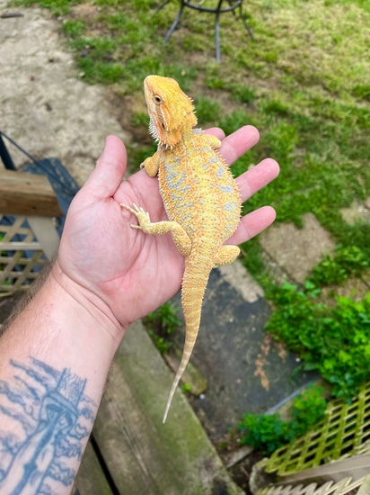 Orange Hypo Tiger Het Translucent Paradox Line Central Bearded Dragon by Hudson Morphs