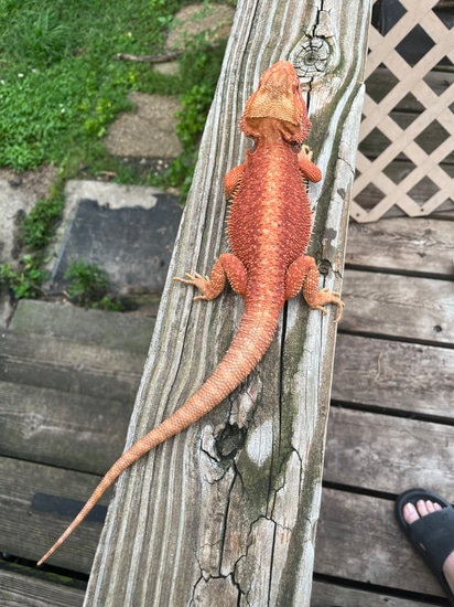 ***Reduced To Move***Red Orange Hypo Trans Central Bearded Dragon by ...