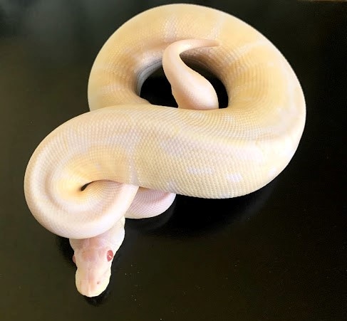 Snow Ball Python by Hudson Valley Herpetological