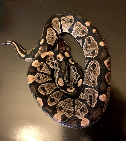 Black Axanthic Ball Python by Hudson Valley Herpetological - MorphMarket