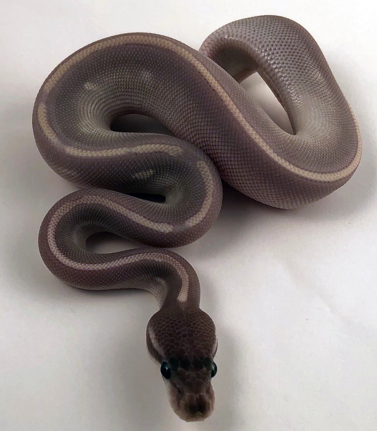 Mystic Potion Ball Python by Hudson Valley Herpetological - MorphMarket