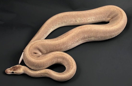 Mojave Champagne Ball Python by Hudson Valley Herpetological