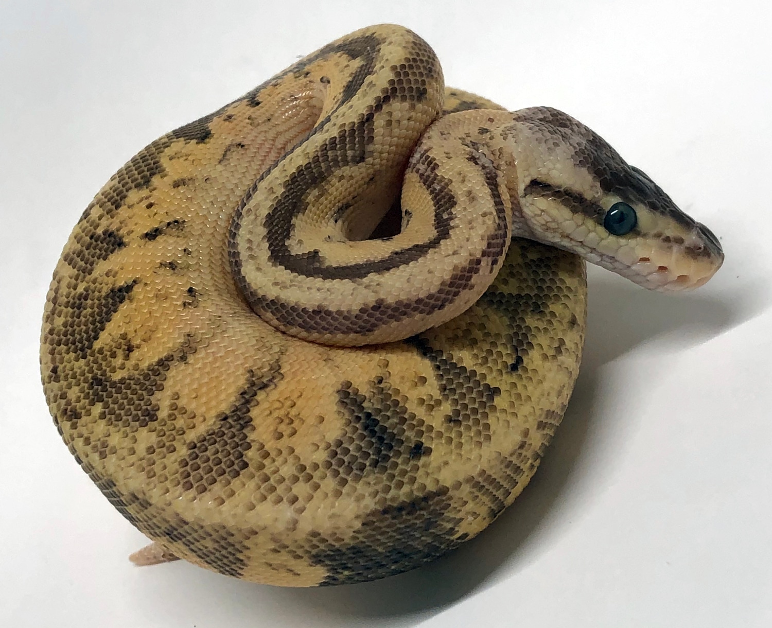 Pastel Pinstripe Calico (Paradox Markings) Ball Python by Hudson Valley ...
