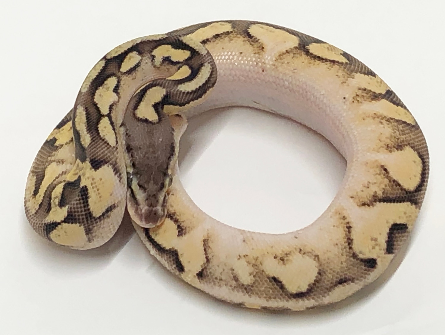 Pastel Calico Ball Python by Hudson Valley Herpetological - MorphMarket