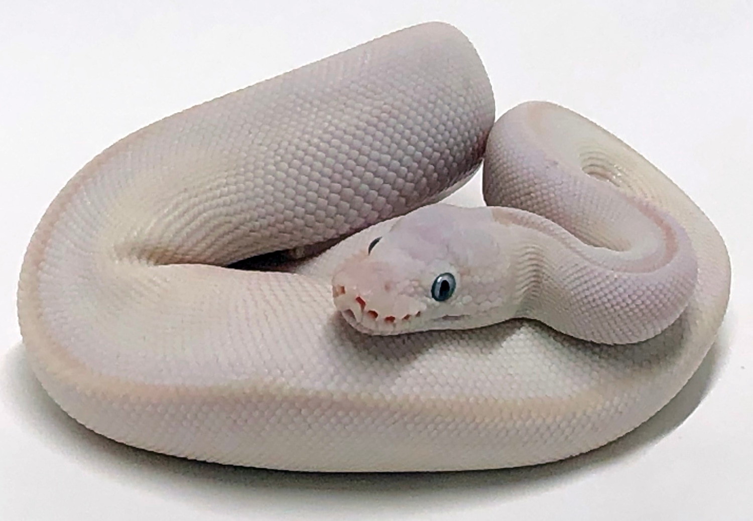 Mojave Lesser Ball Python by Hudson Valley Herpetological - MorphMarket