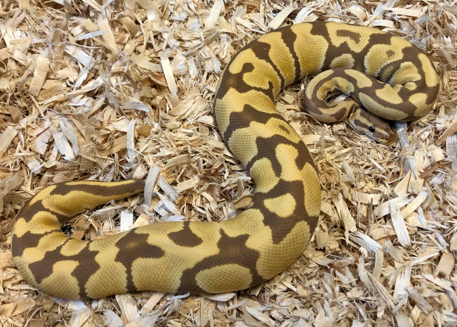 Toffee Ball Python by Hudson Valley Herpetological - MorphMarket
