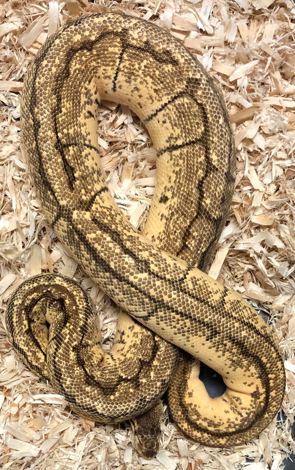Enchi Woma Pastel Pinstripe Ball Python by Hudson Valley Herpetological ...