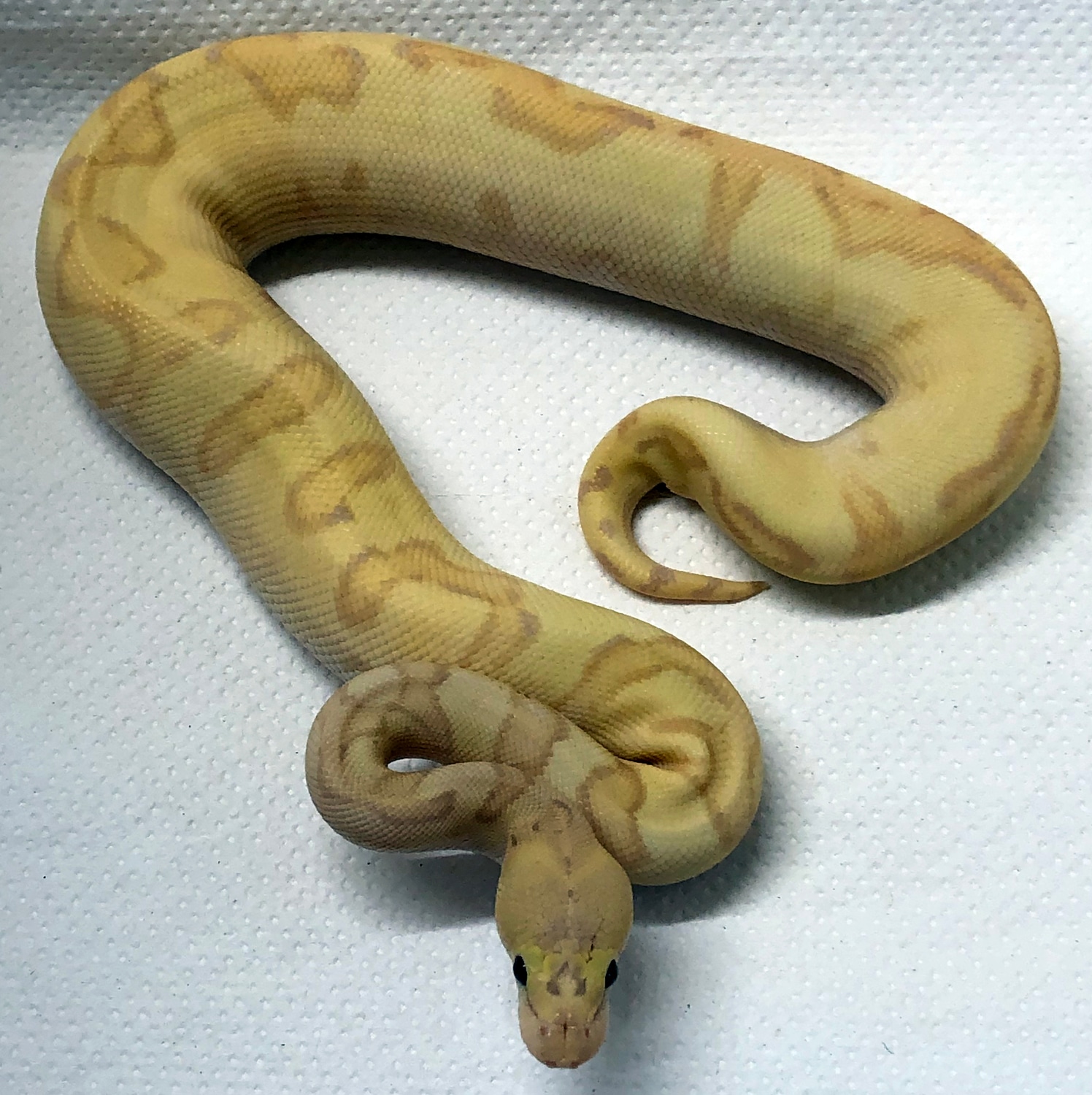 Butter Enchi Poss Fire Poss Pastel Coral Glow Clown Ball Python by ...