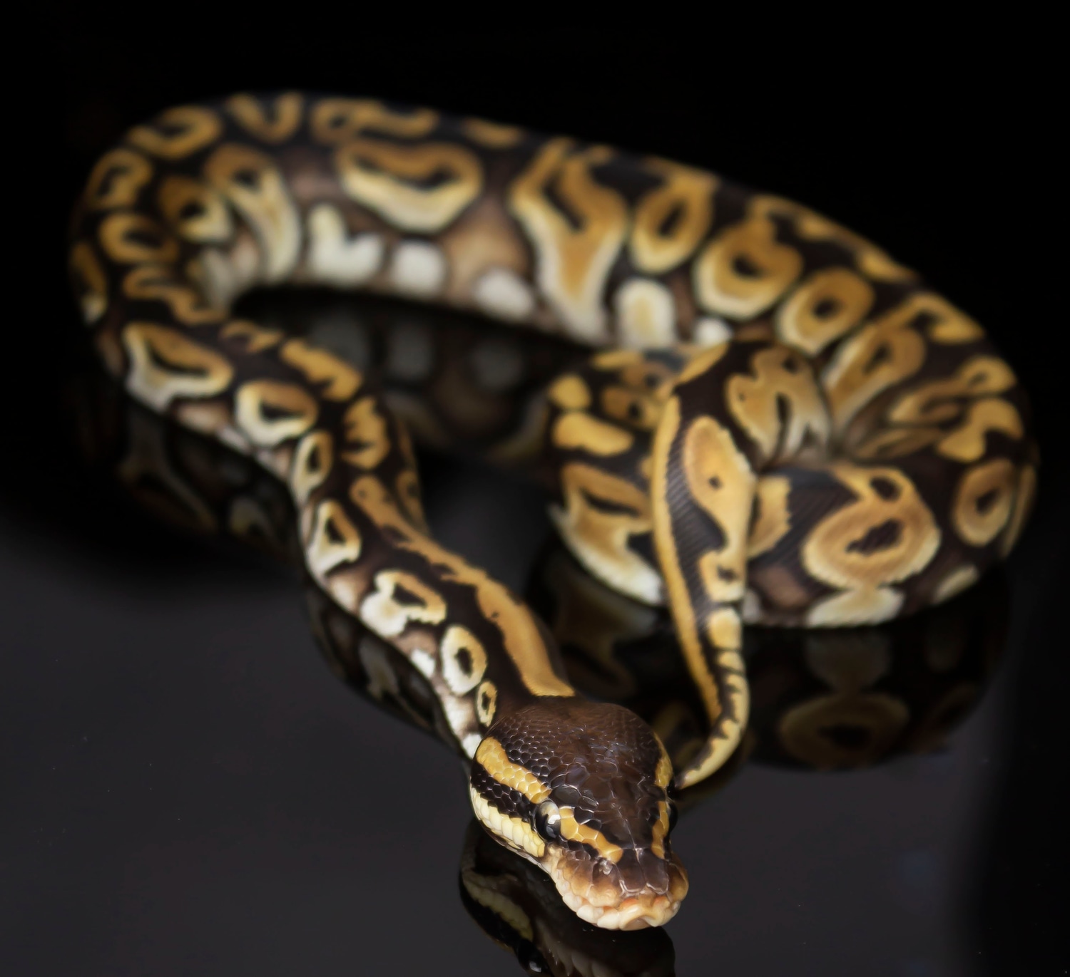 Mojave/Mystic Het Black Axanthic Ball Python by Hudson Valley ...