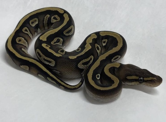 Mystic Het Clown Ball Python by Hudson Valley Herpetological