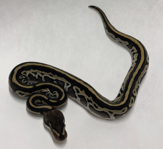 Leopard Mojave Het Pied Ball Python by Hudson Valley Herpetological