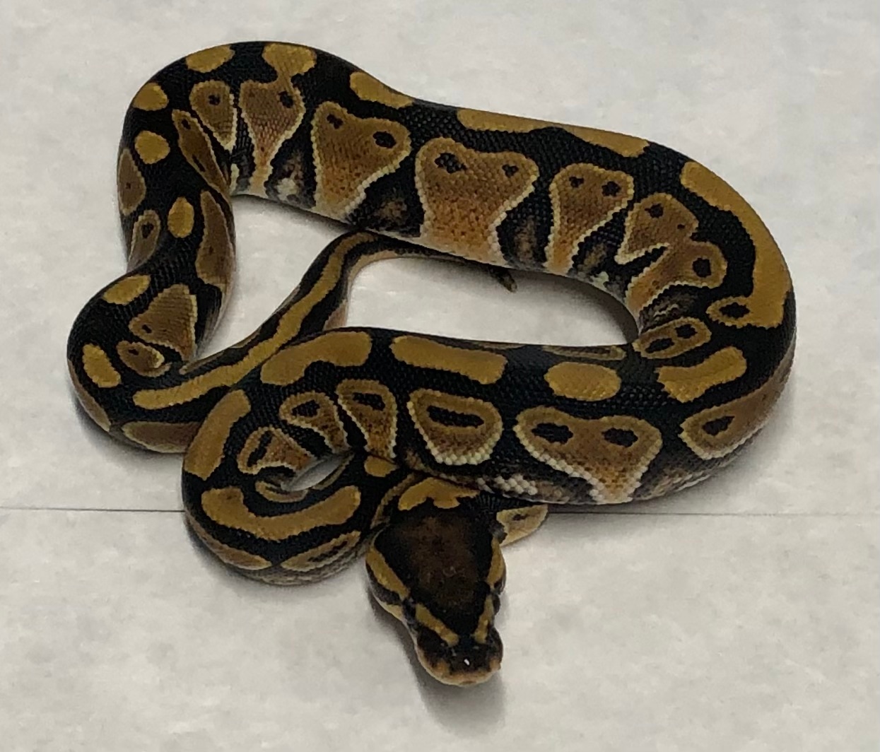 DH Clown Hypo 66% Het Pied Ball Python by Hudson Valley Herpetological - MorphMarket
