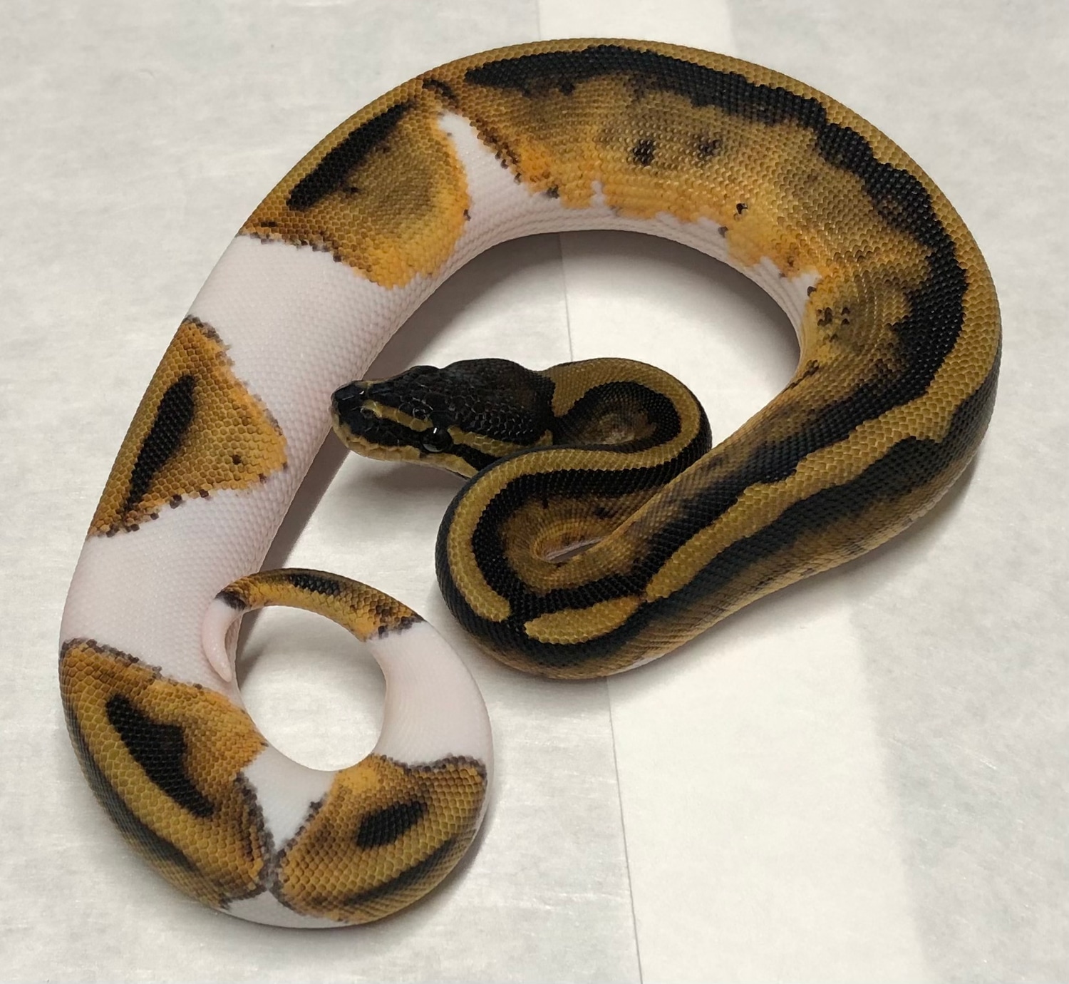 Pied Het VPI Axanthic Ball Python by Hudson Valley Herpetological ...