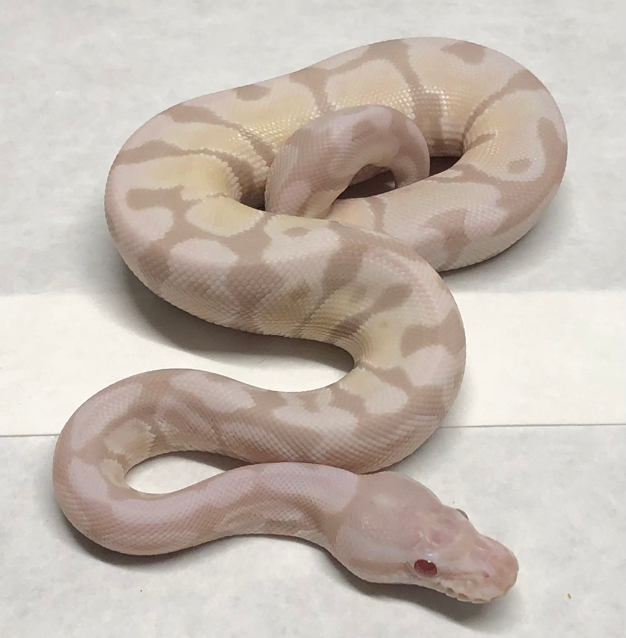Toffino VPI Axanthic (Toffino Snow) Ball Python by Hudson Valley ...