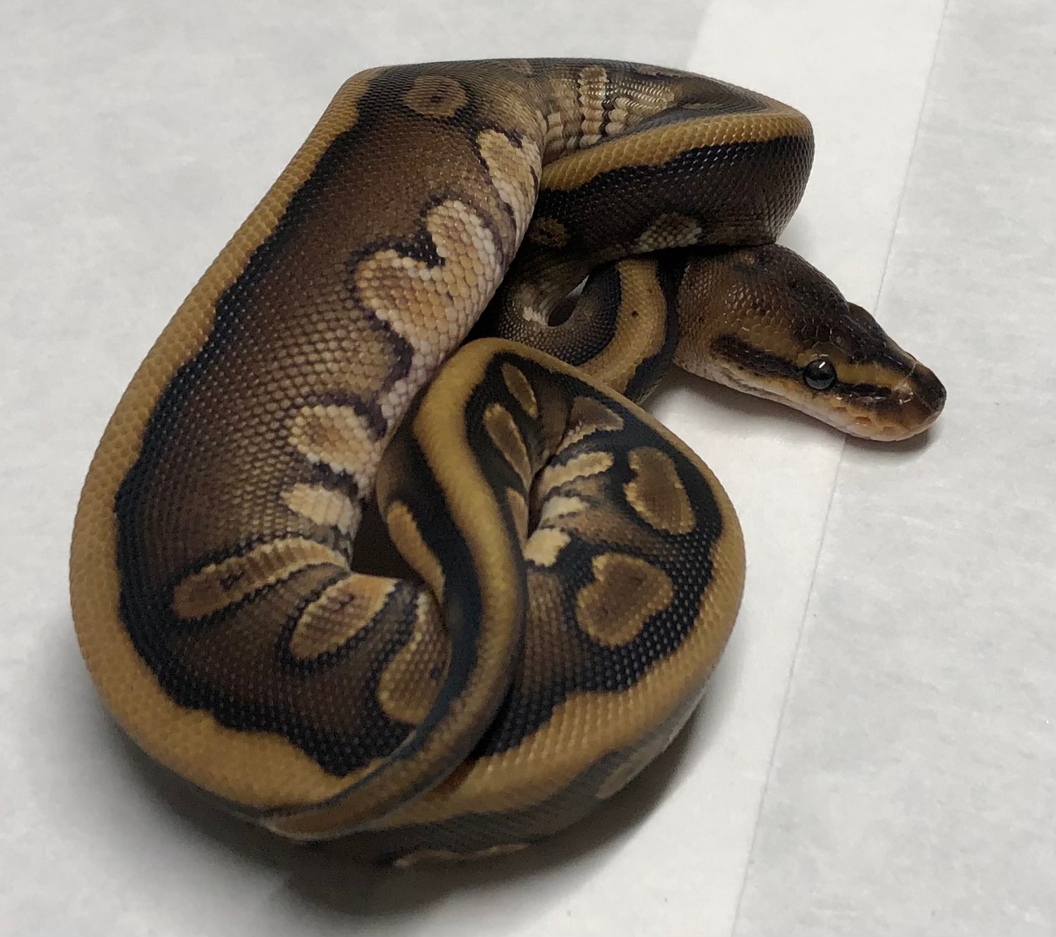 Cinnamon HGW Het Clown Ball Python by Hudson Valley Herpetological ...